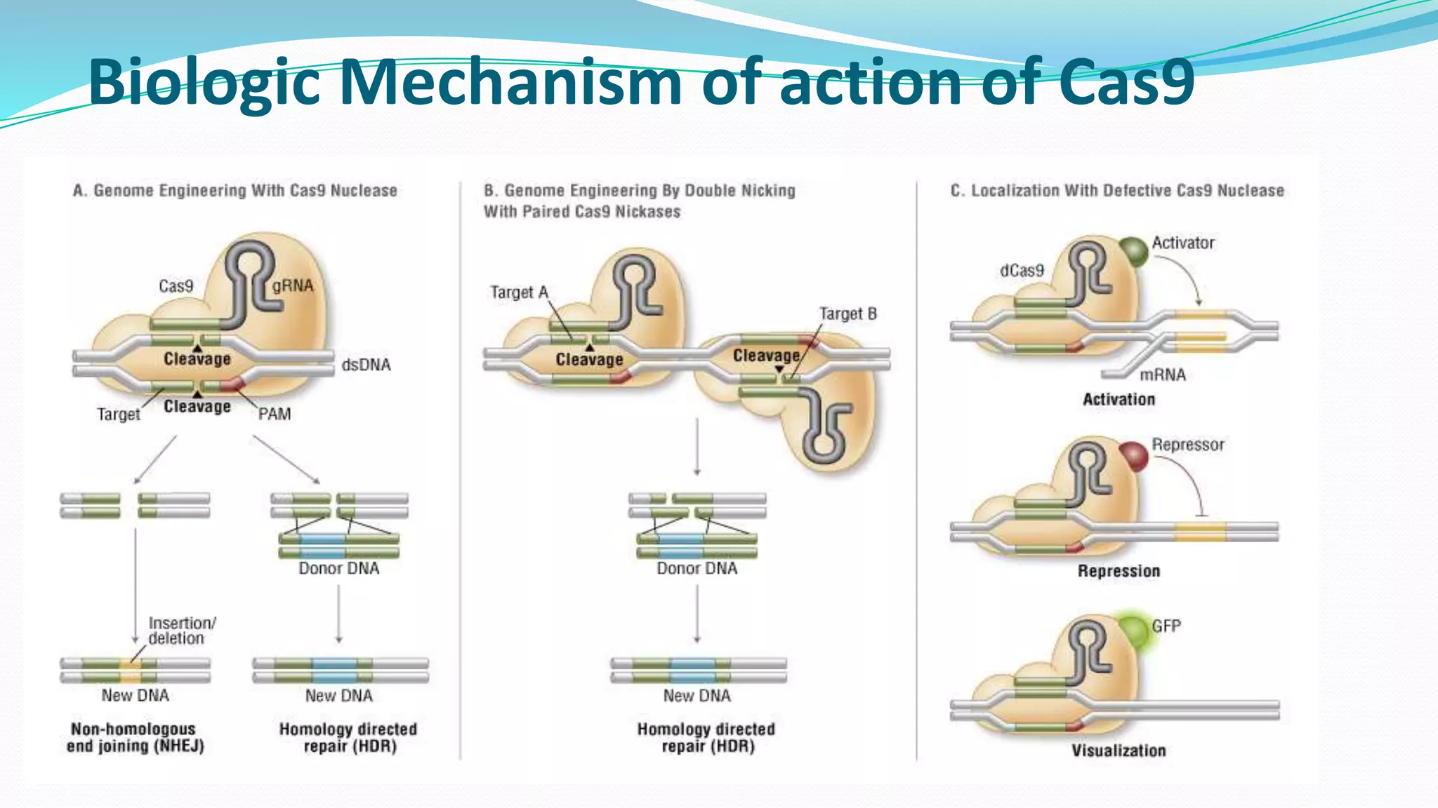 Crispr cas9 ppt (1) | PPTX