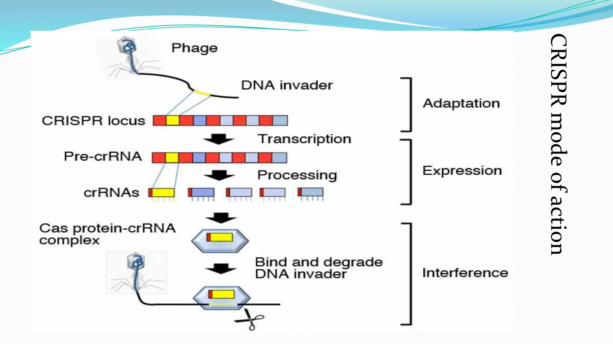 Crispr cas9 ppt (1) | PPTX
