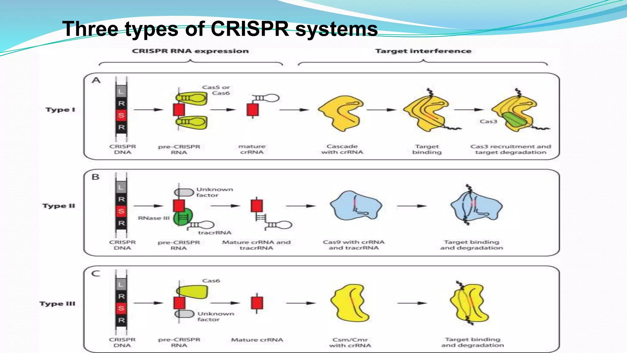 Crispr cas9 ppt (1) | PPTX