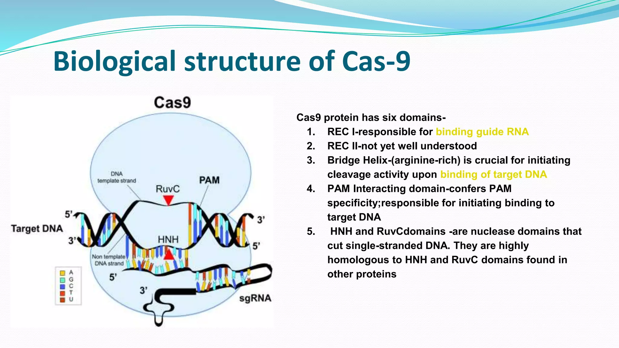 Crispr cas9 ppt (1) | PPTX