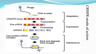 Crispr cas9 ppt (1) | PPTX