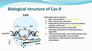 Crispr cas9 ppt (1) | PPTX