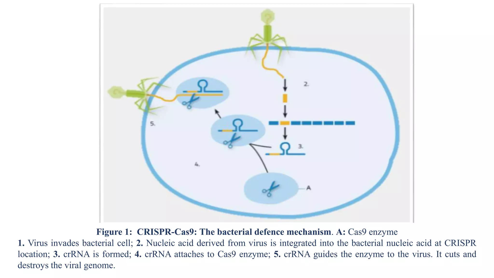 Crispr-Cas9 technology | PPTX | Biotech and Biomedical Industry | Industries