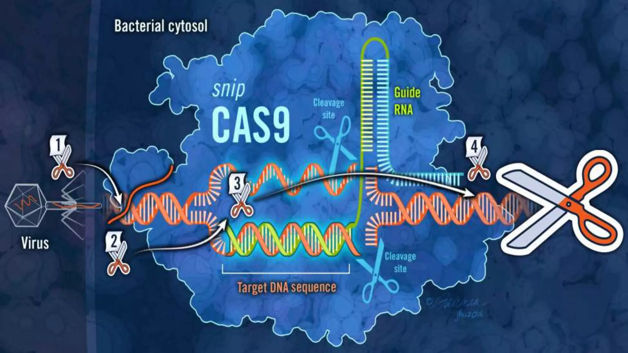 Crispr cas9 technology | PPTX