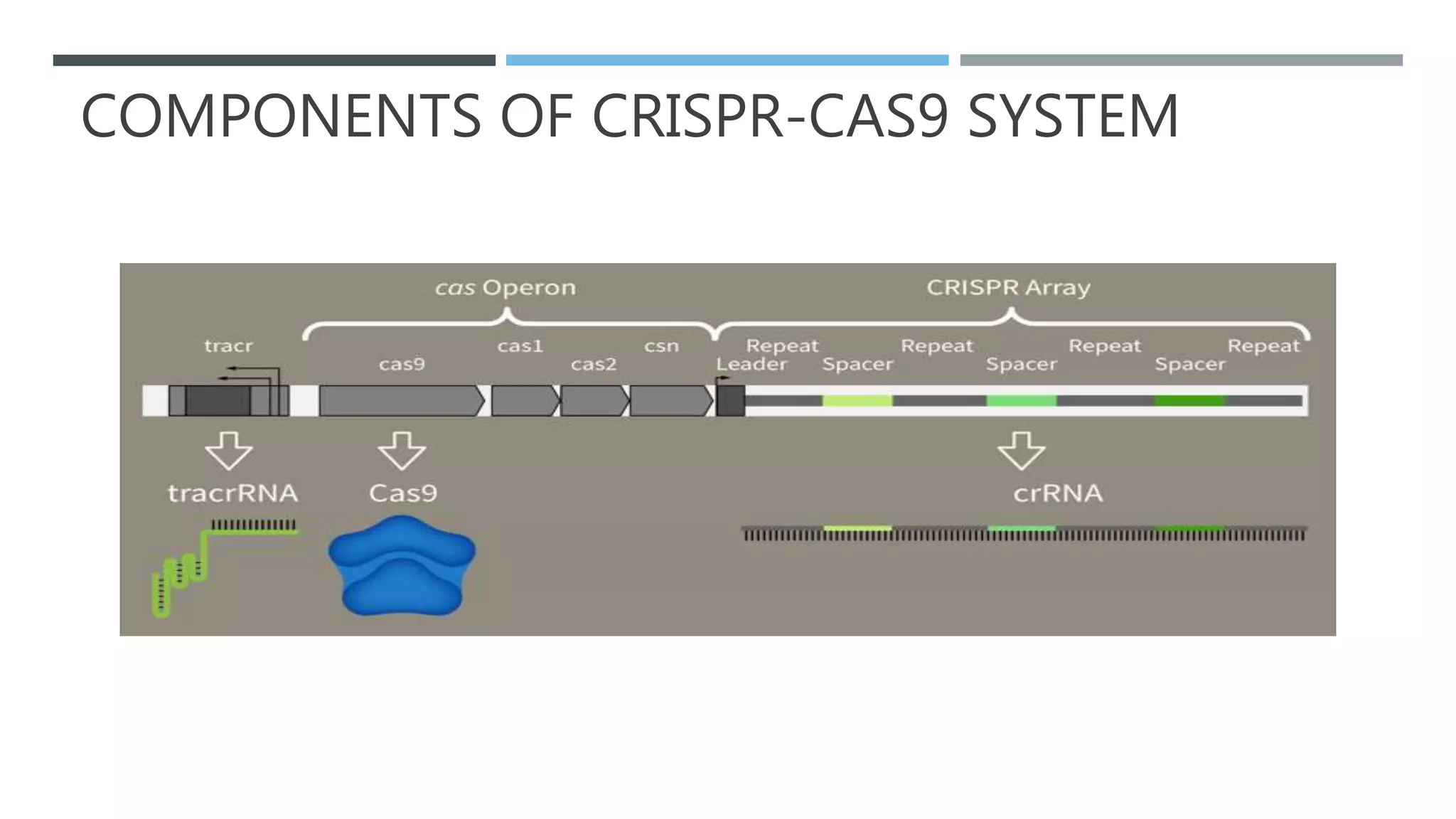 Crispr cas in antimicrobial research | PPTX