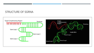 Crispr cas in antimicrobial research | PPTX
