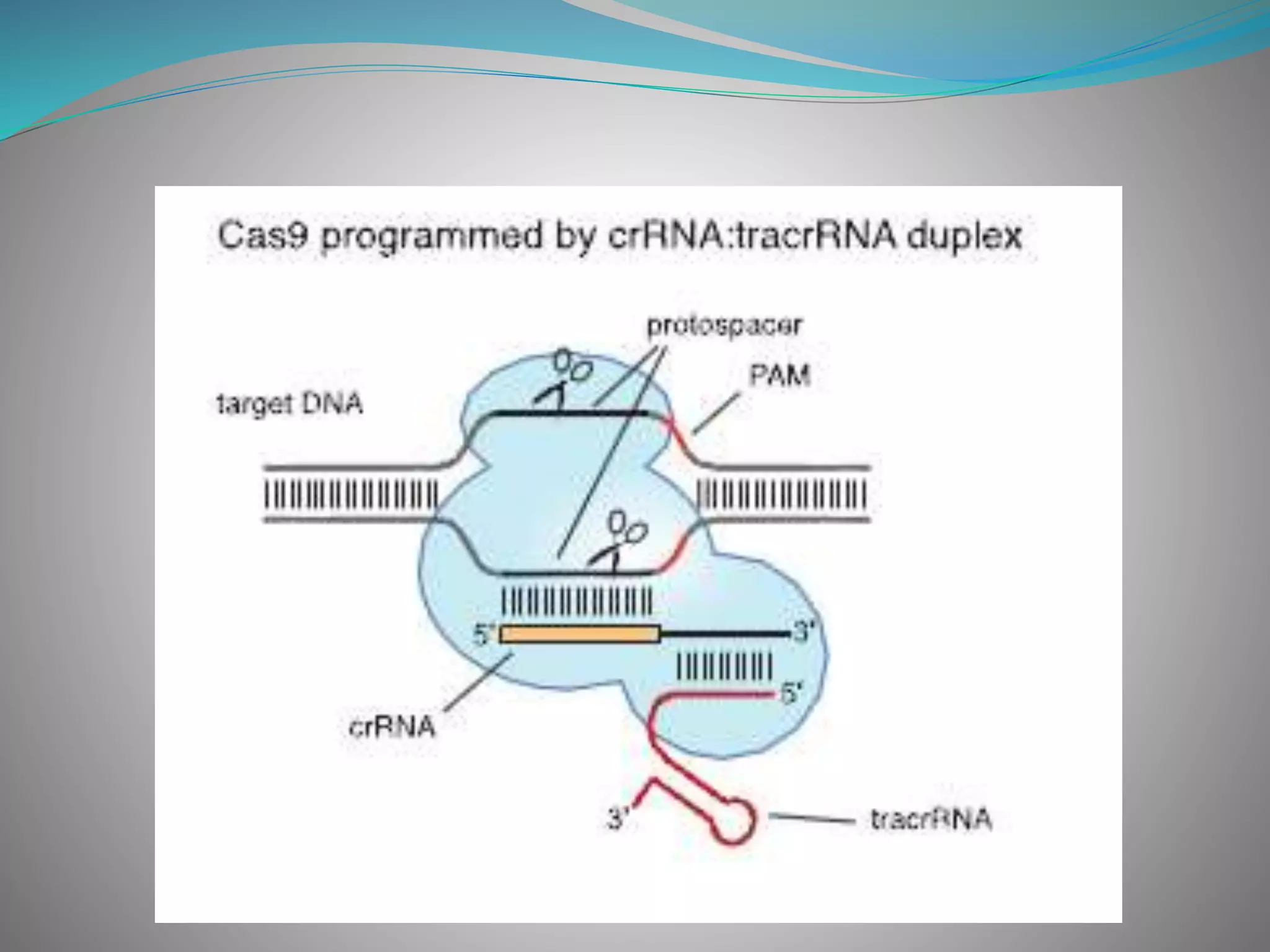 Crispr cas system | PPTX