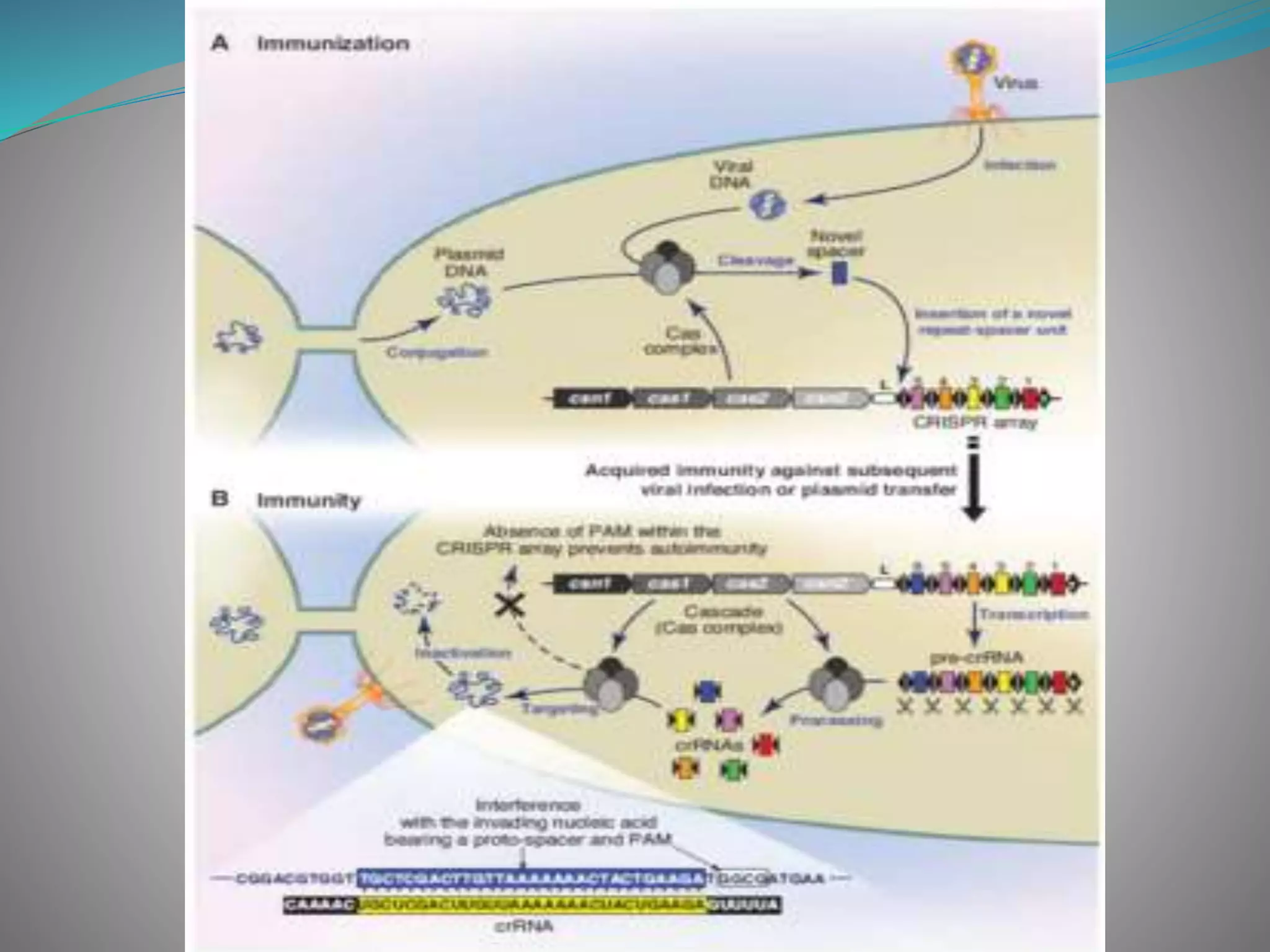 Crispr cas system | PPTX