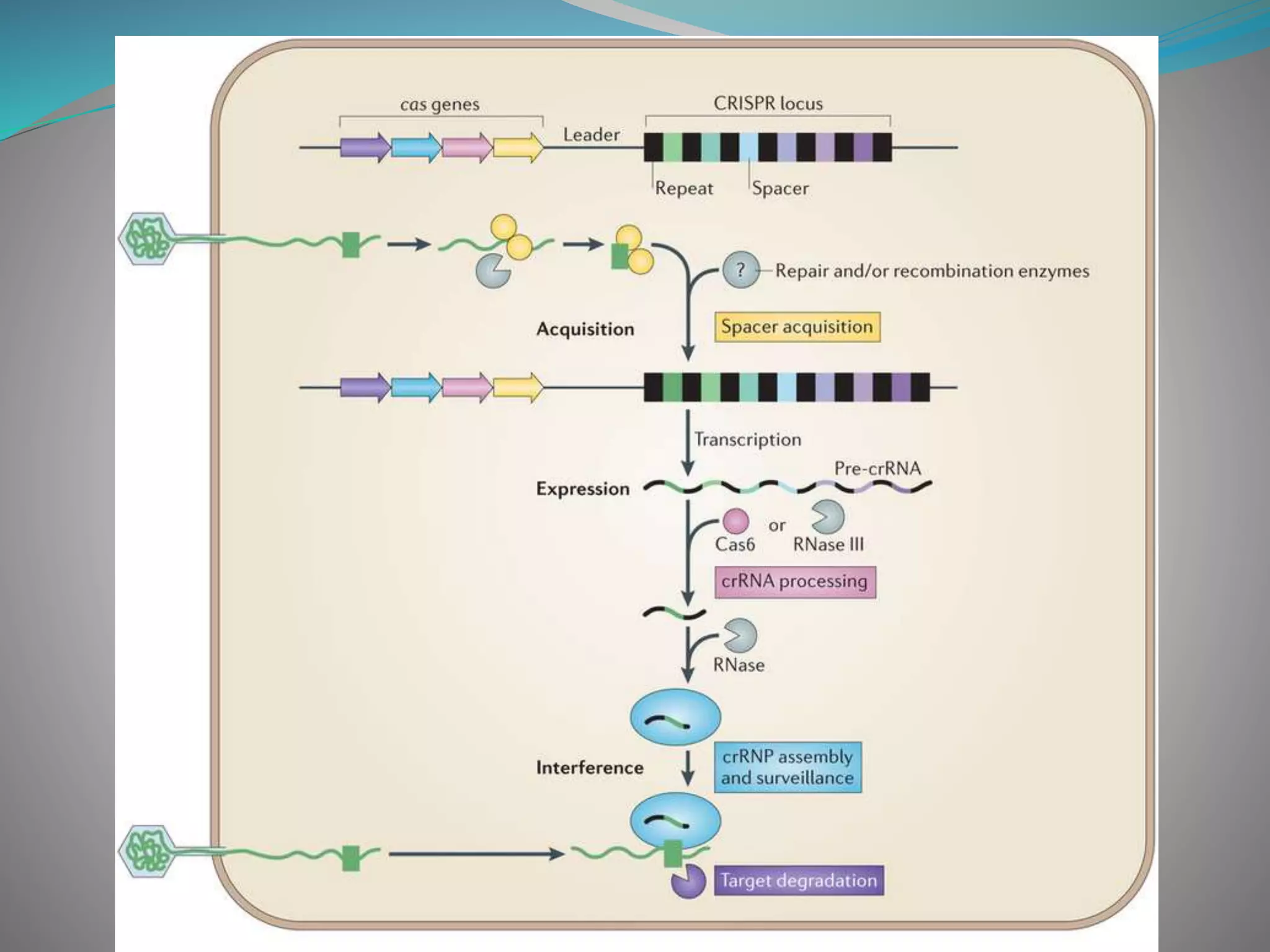 Crispr cas system | PPTX