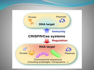 Crispr cas system | PPTX
