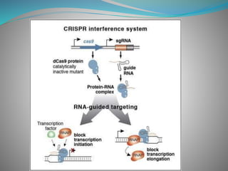 Crispr cas system | PPTX