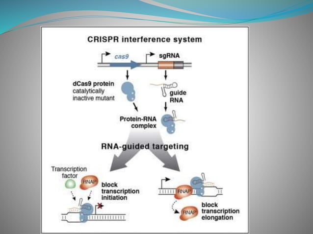 Crispr cas system | PPTX | Programming Languages | Computing
