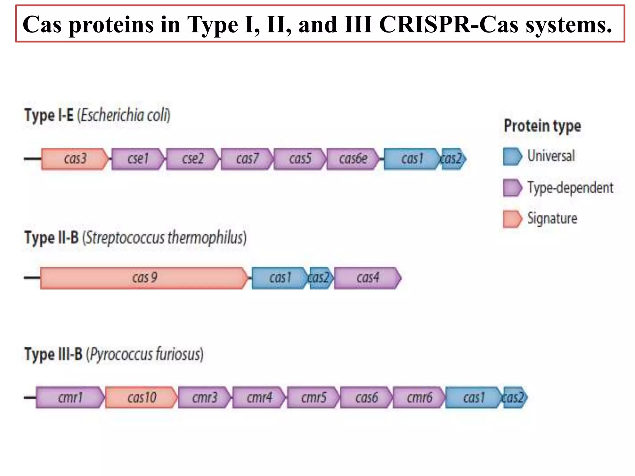 CRISPR cas system | PPTX