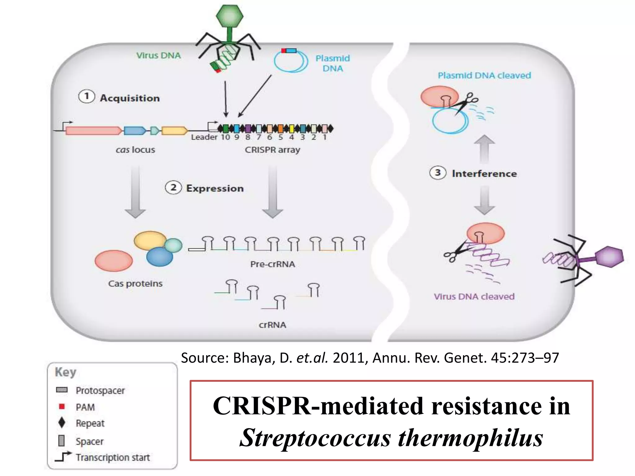 CRISPR cas system | PPTX