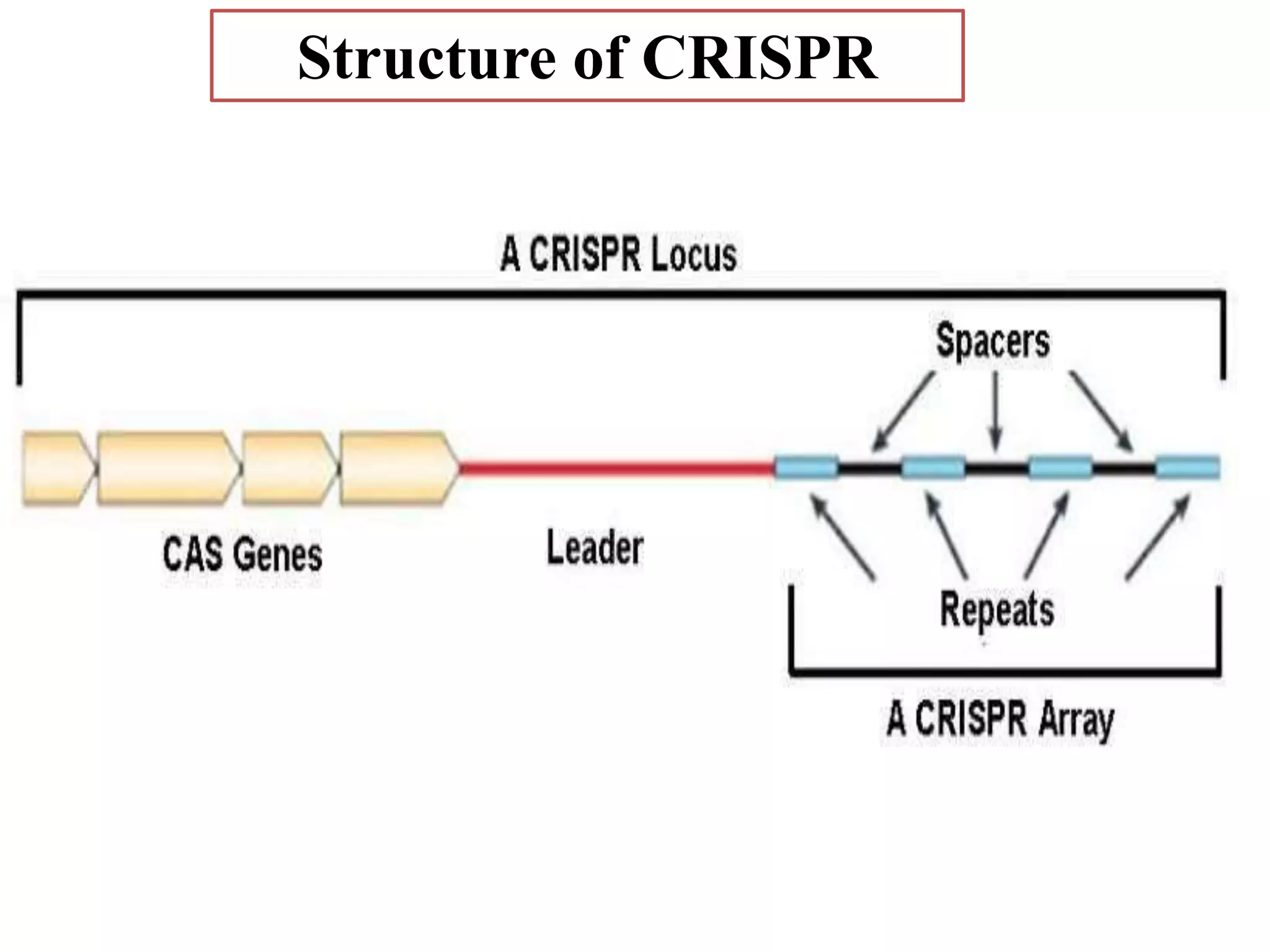 CRISPR cas system | PPTX