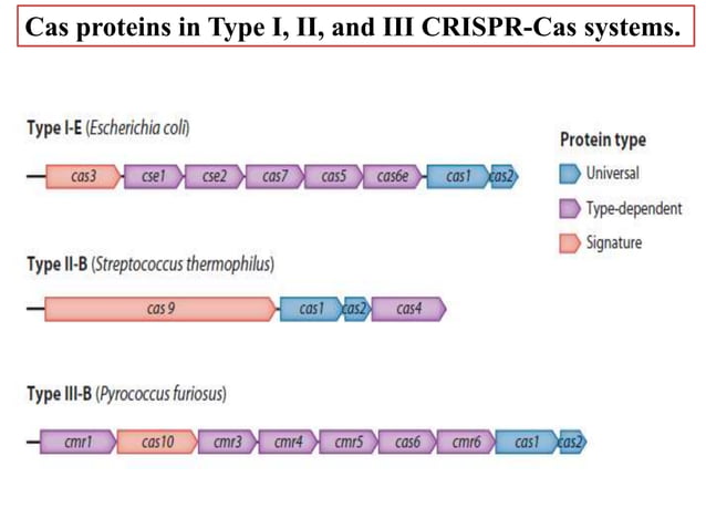 CRISPR cas system | PPTX | Genetics | Science