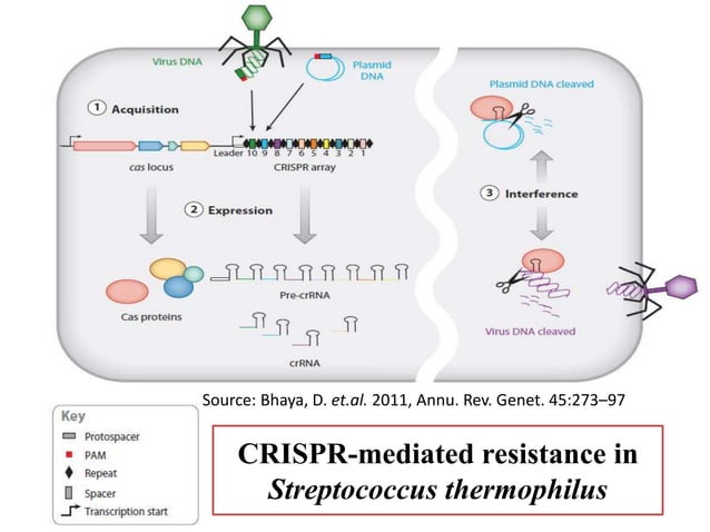 CRISPR cas system | PPTX | Genetics | Science