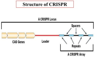 CRISPR cas system | PPTX