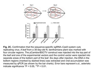 CRISPR- Cas technology: a new antiviral weapon for plants | PPT