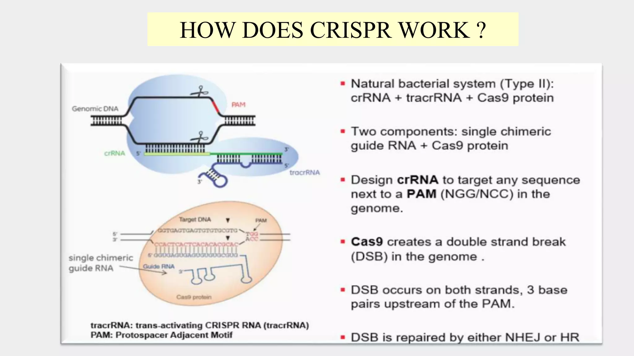 Crispr future prospects in public health | PPT