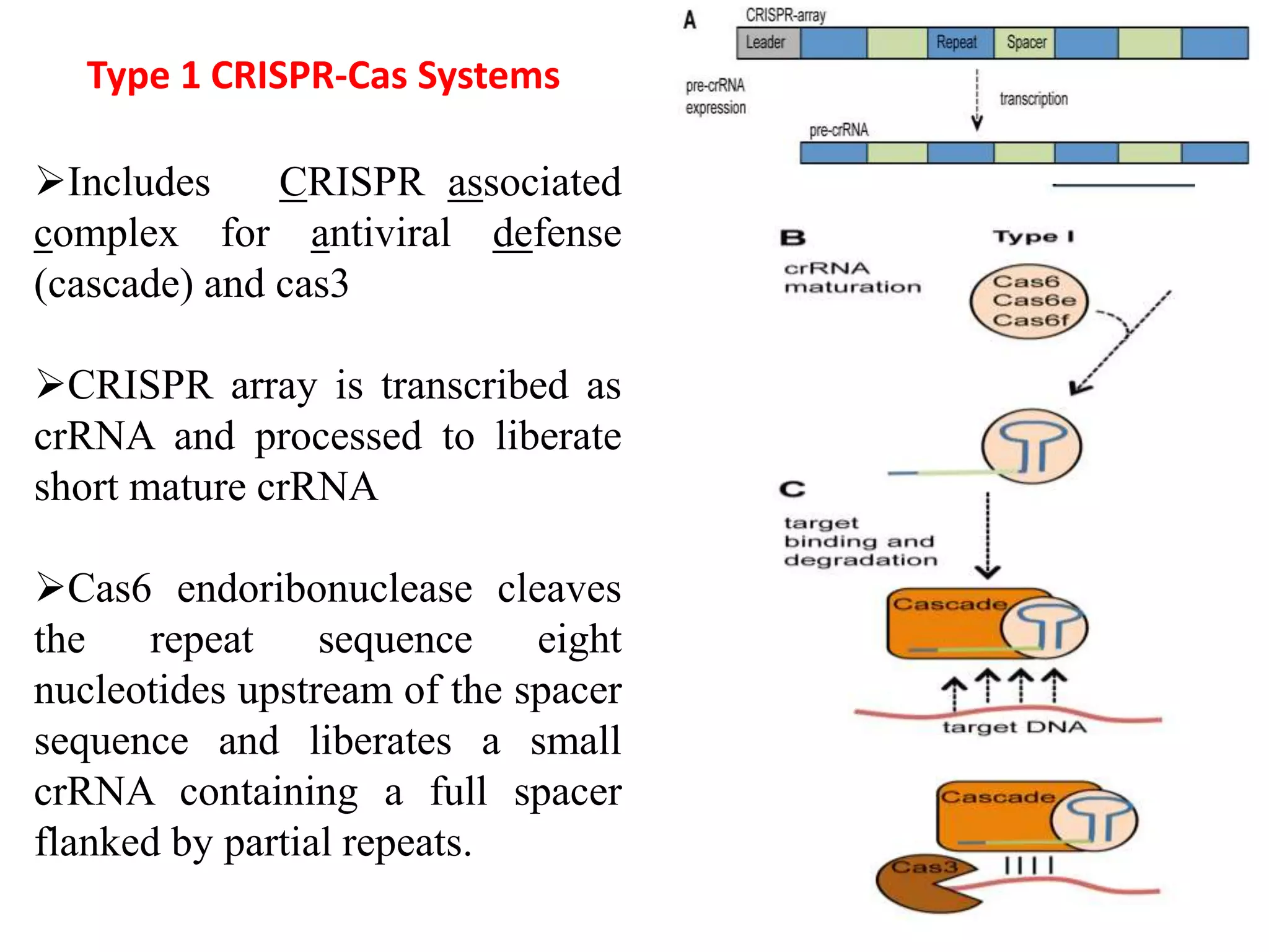 Crispr m.raveendra reddy | PPTX