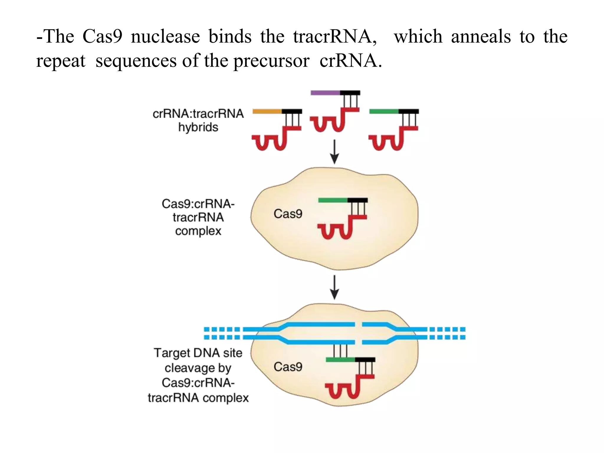Crispr m.raveendra reddy | PPTX