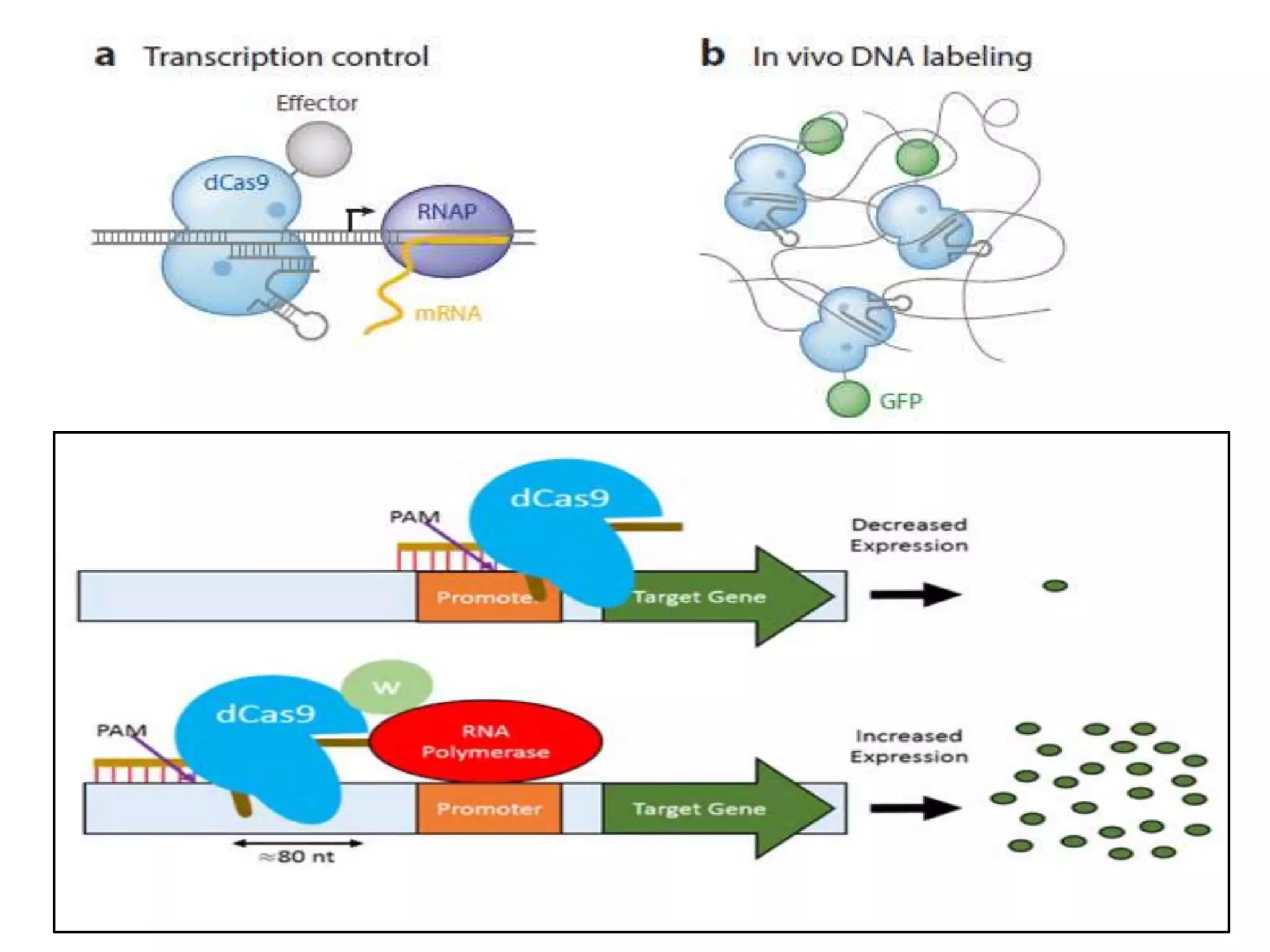 Crispr m.raveendra reddy | PPTX