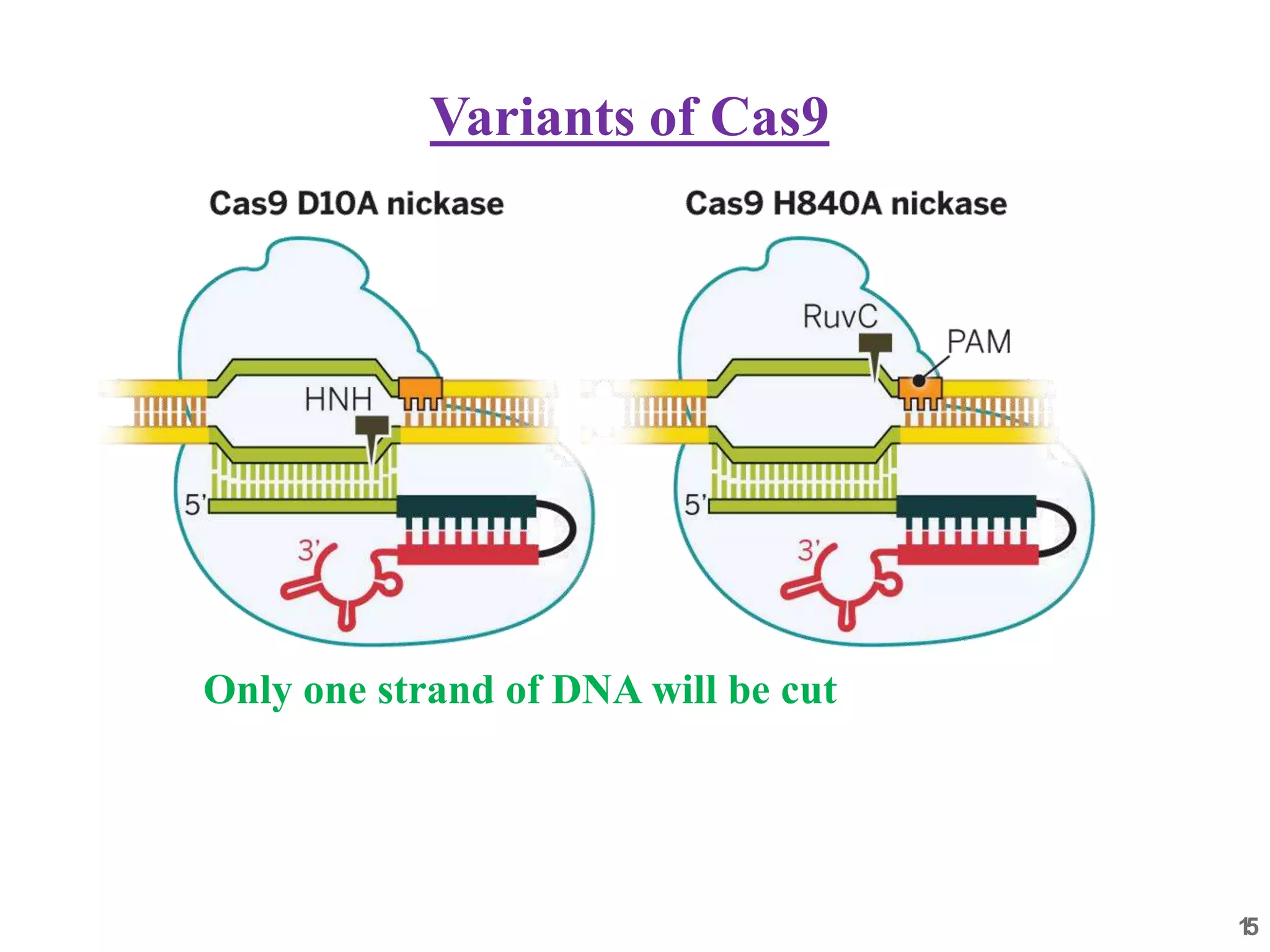 Crispr m.raveendra reddy | PPTX