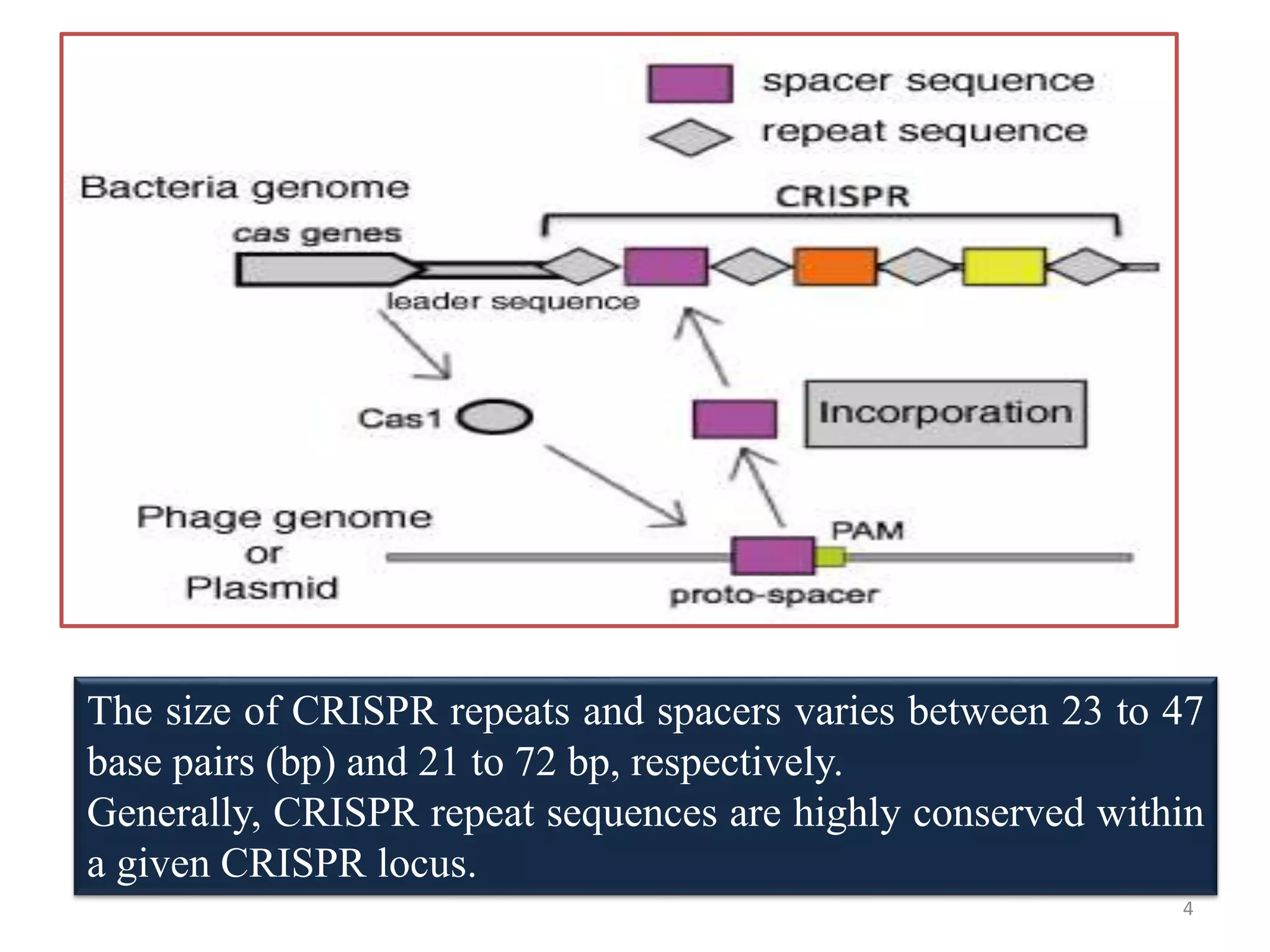 Crispr m.raveendra reddy | PPTX