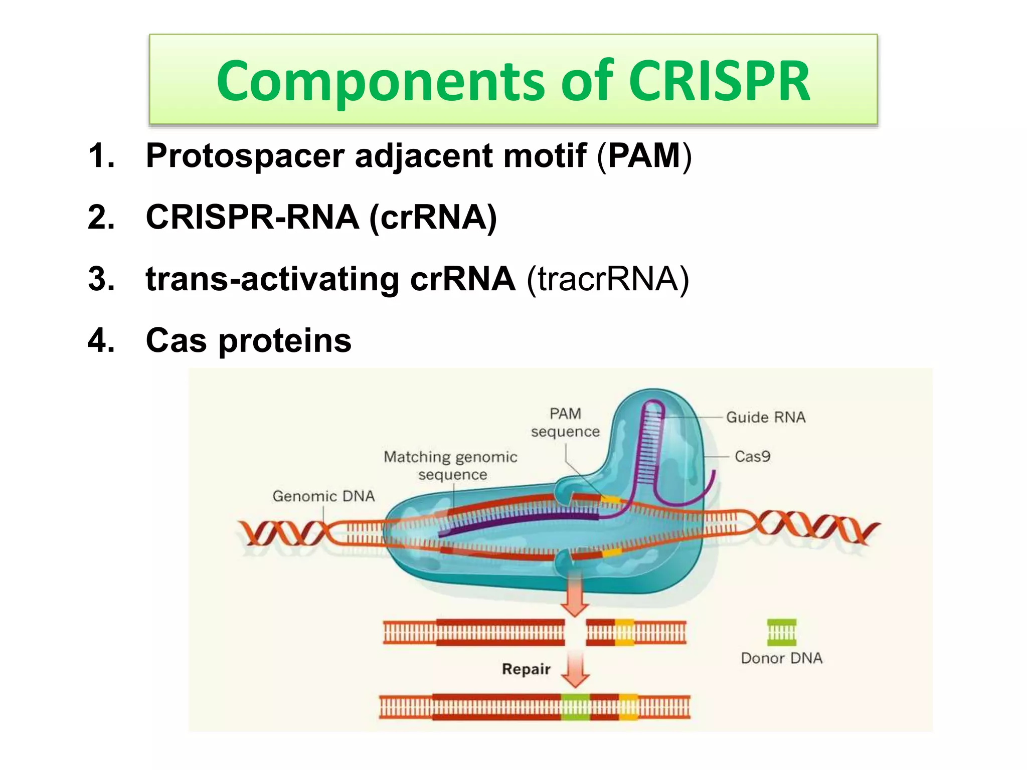 Crispr m.raveendra reddy | PPTX