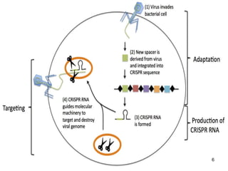 CRISPR technology -A revolutionary discovery | PPTX