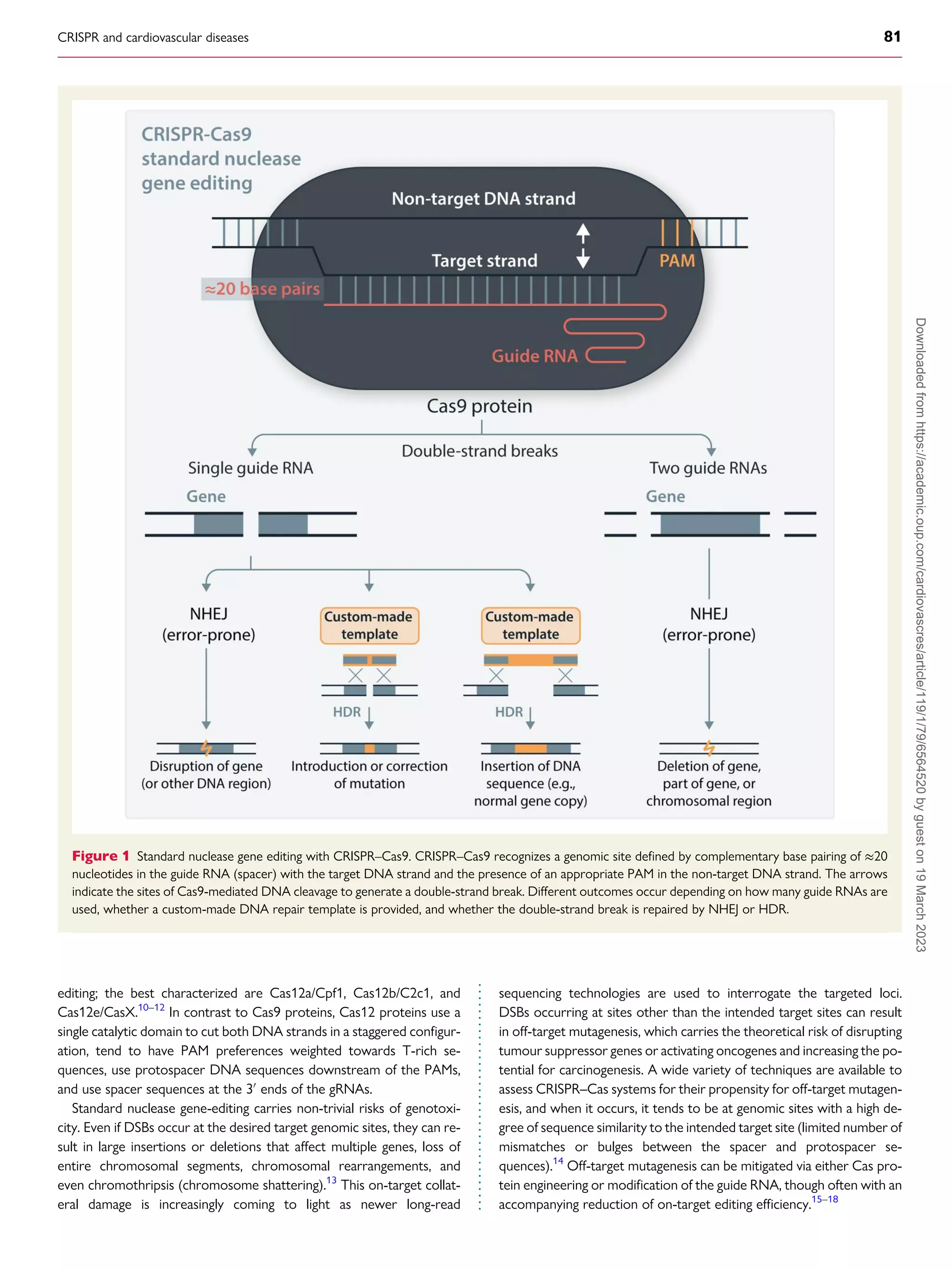 CRISPR and cardiovascular diseases.pdf