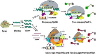 CRISPR AND ITS APPLICATION in modern era | PPTX