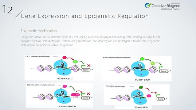 Crispr application | PPT