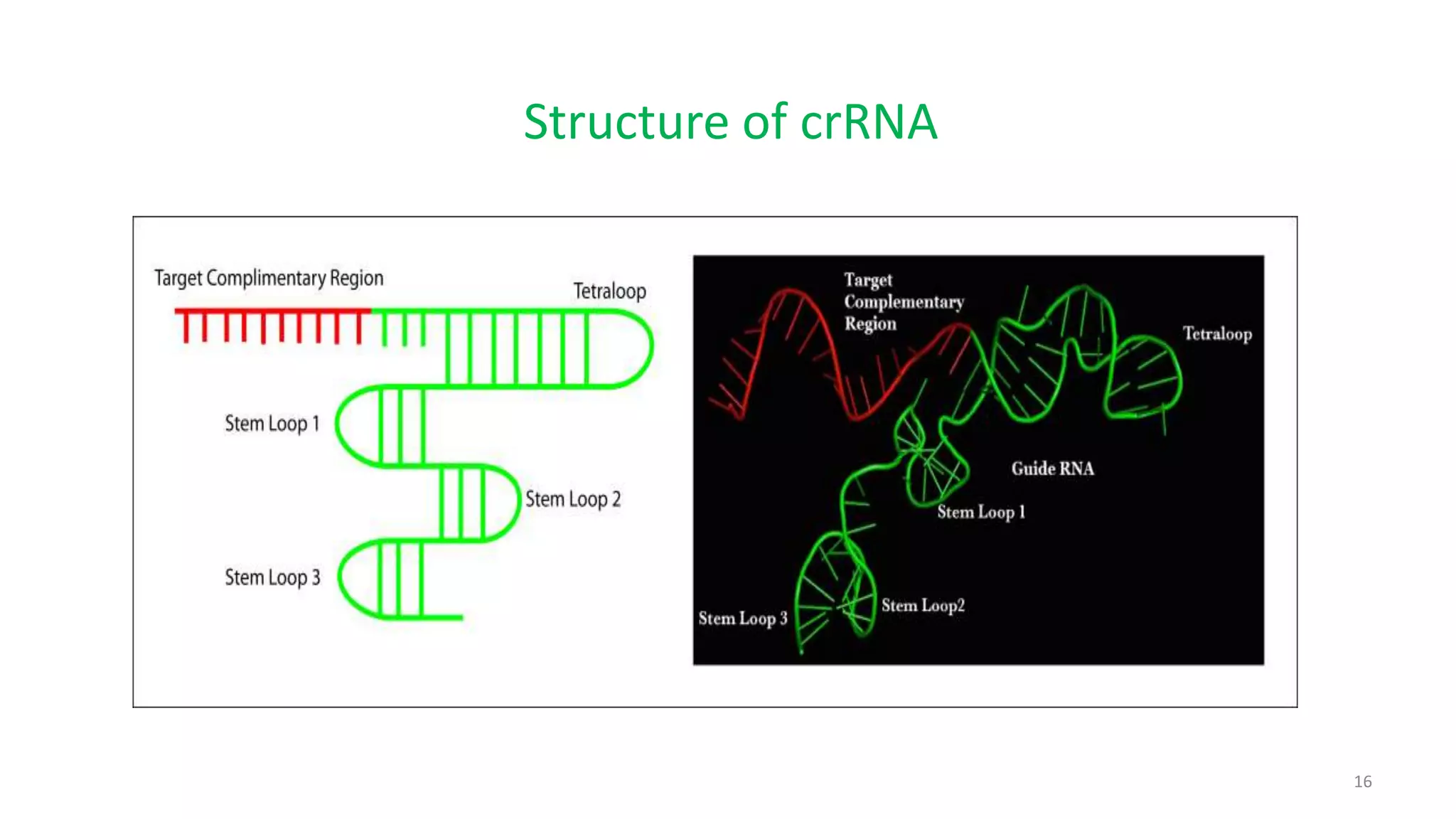 Crispr cas: A new tool of genome editing | PPTX