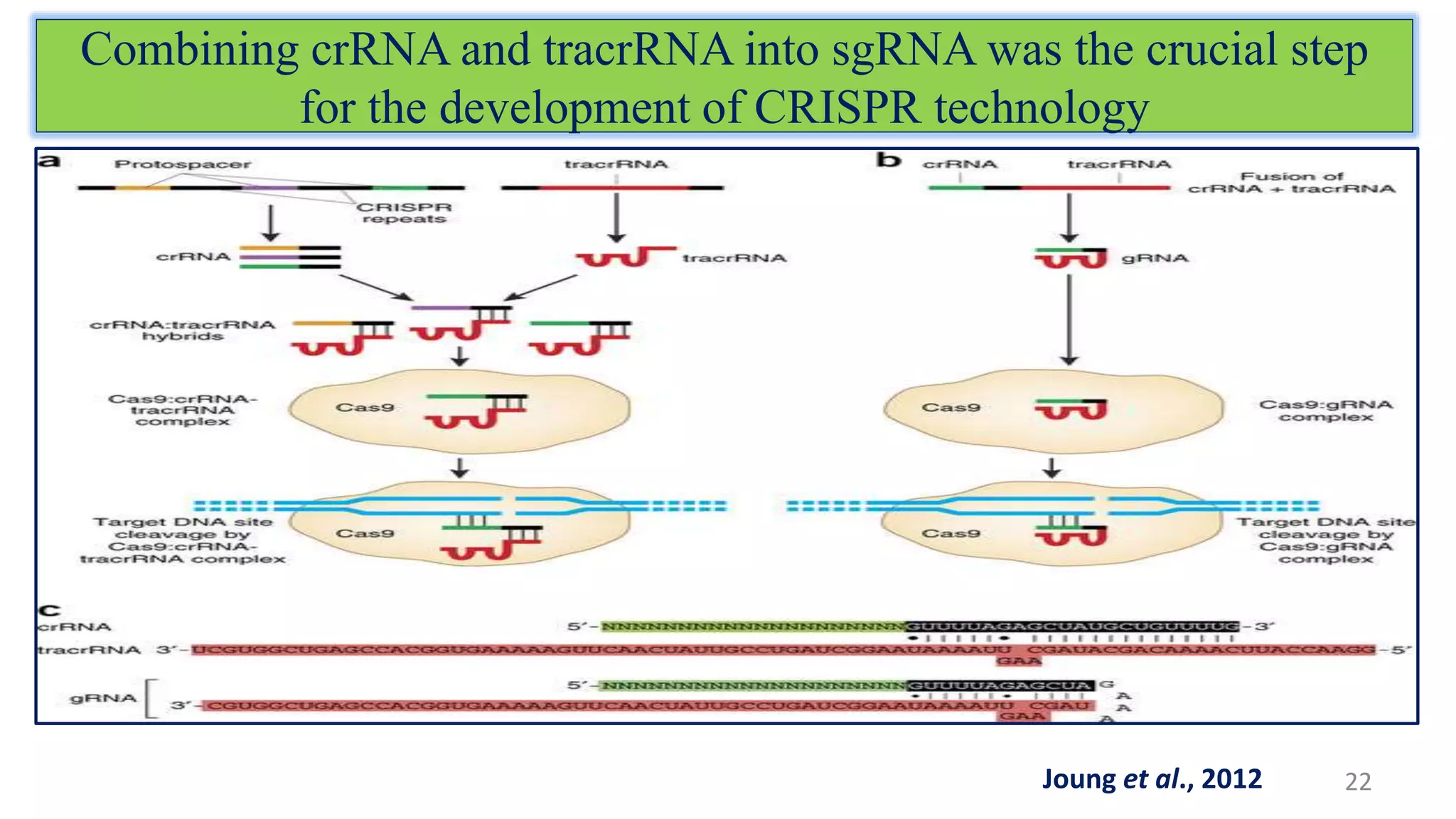 Crispr cas: A new tool of genome editing | PPTX