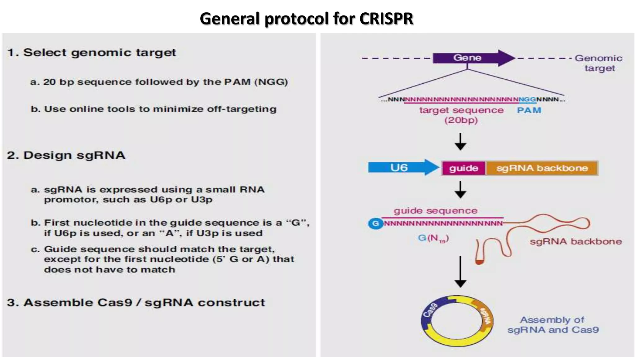 Crispr cas: A new tool of genome editing | PPTX