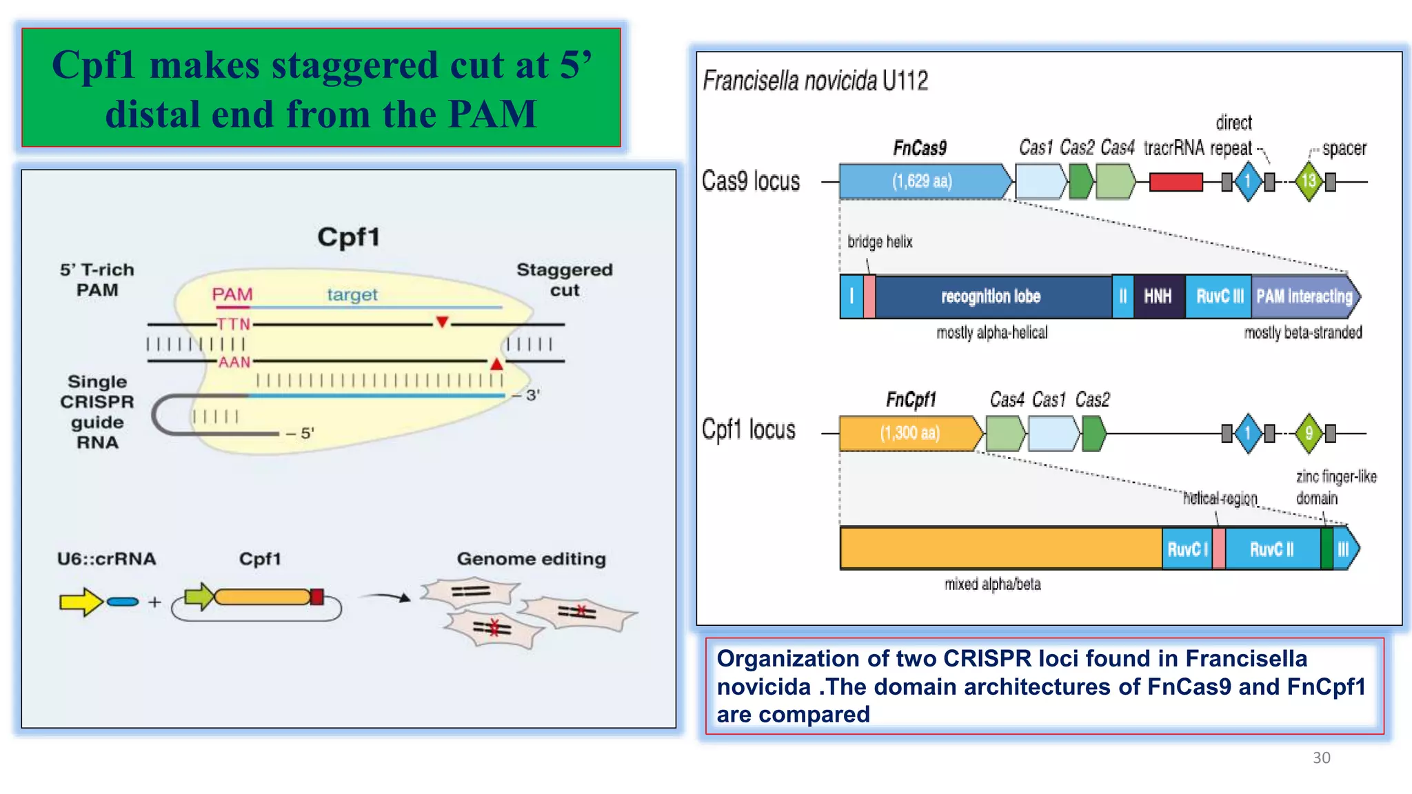 Crispr cas: A new tool of genome editing | PPTX