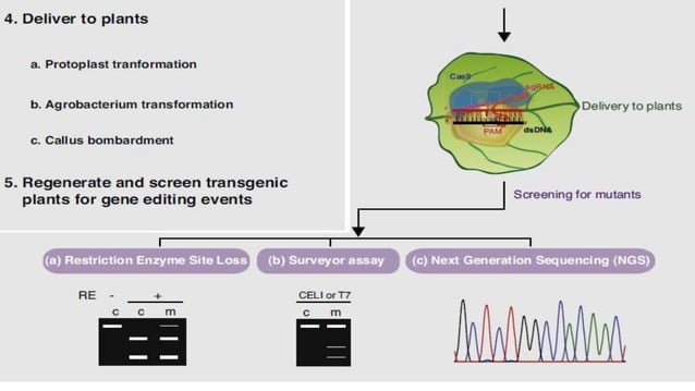 Crispr cas: A new tool of genome editing | PPT