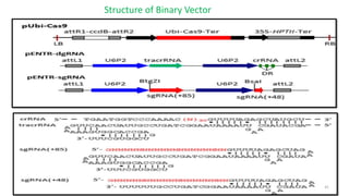 Crispr cas: A new tool of genome editing | PPTX