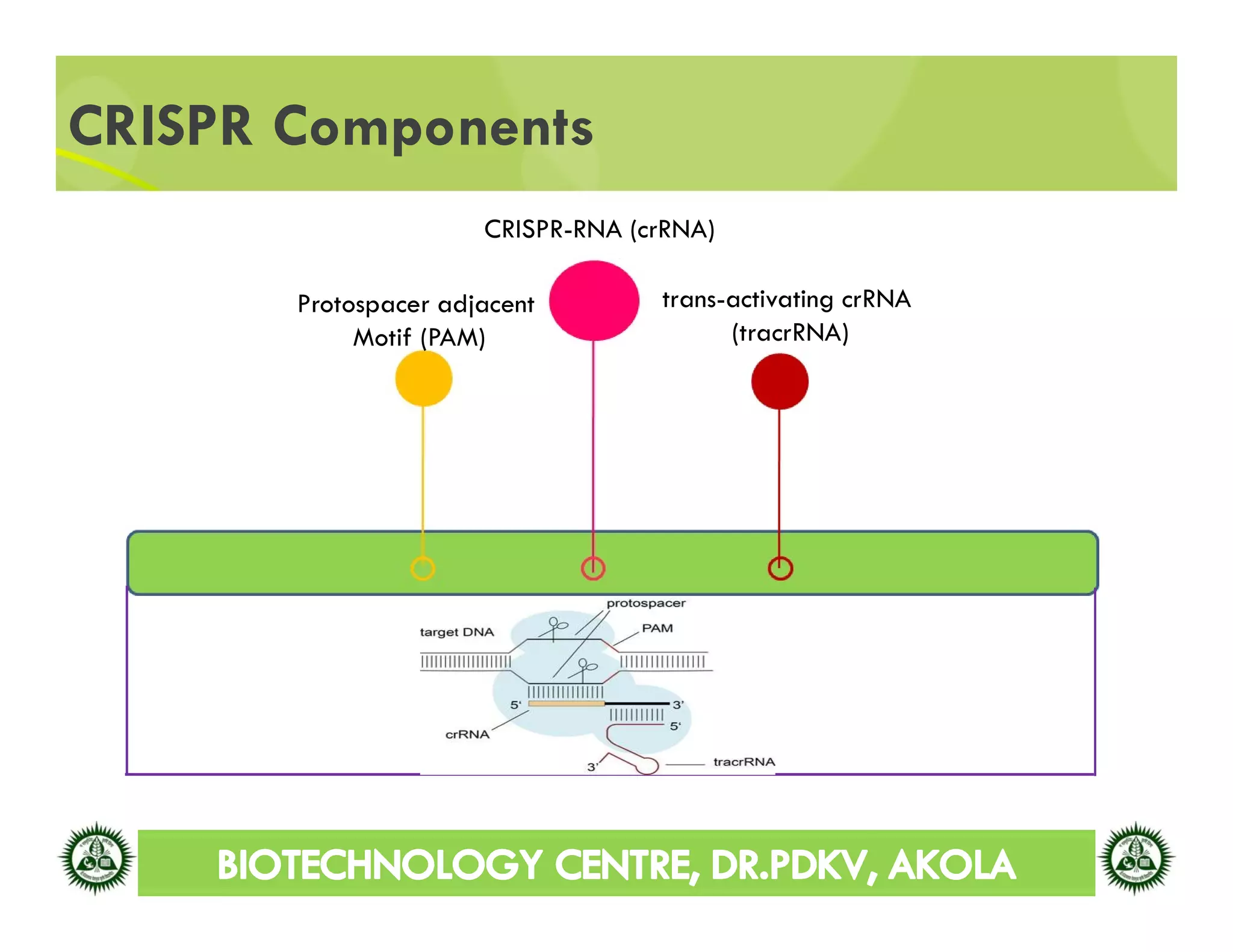 Crispr cas | PPT