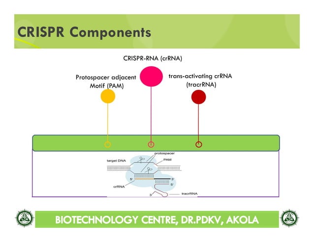 Crispr cas | PPT