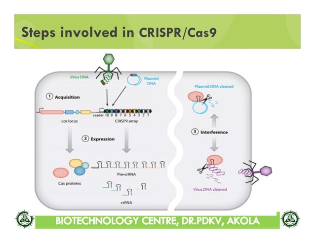 Crispr cas | PPT