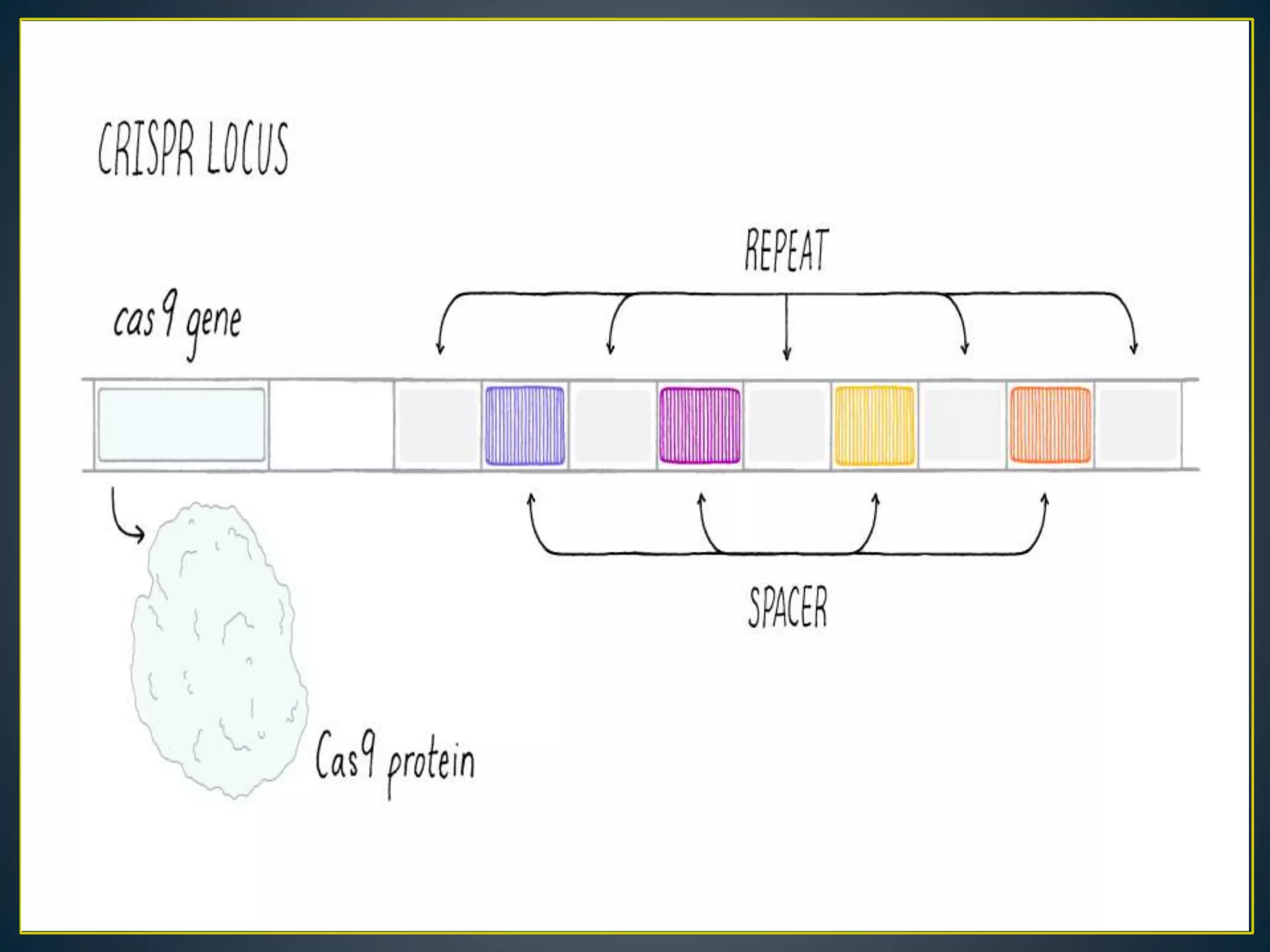 CRISPR CAS-9 presentation.pptx