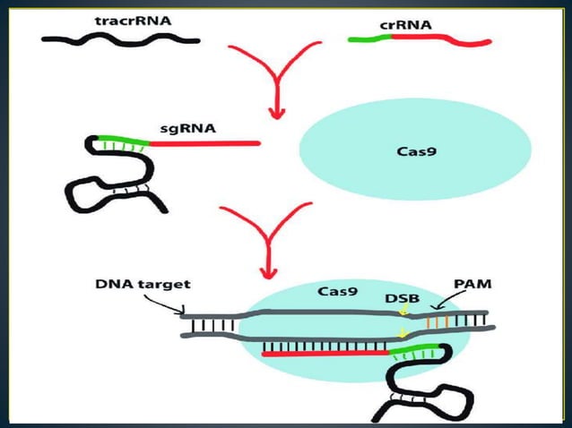 CRISPR CAS-9 presentation.pptx