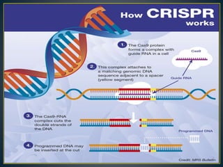 CRISPR CAS-9 presentation.pptx