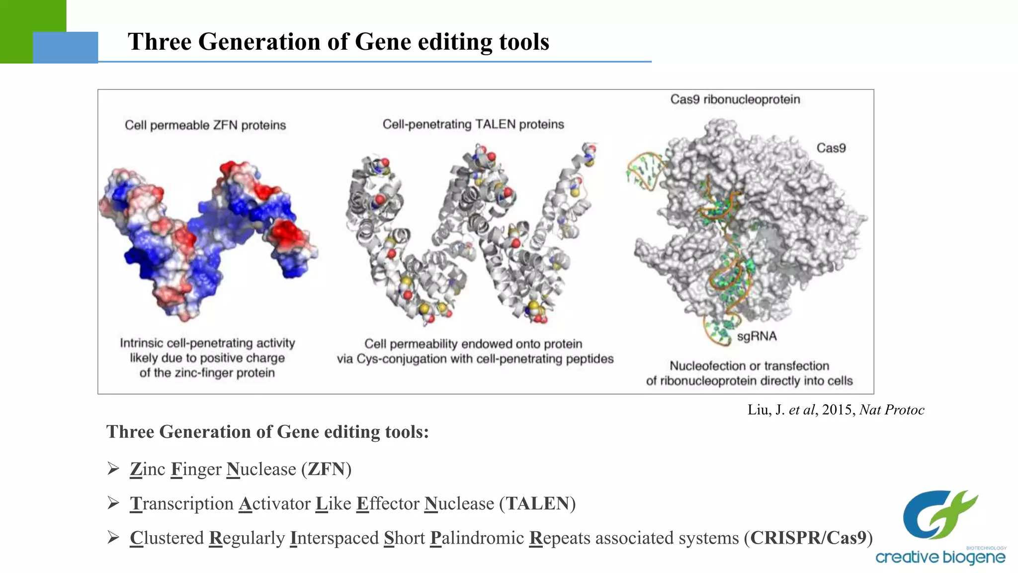 Crispr cas9-Creative Biogene | PPTX | Programming Languages | Computing