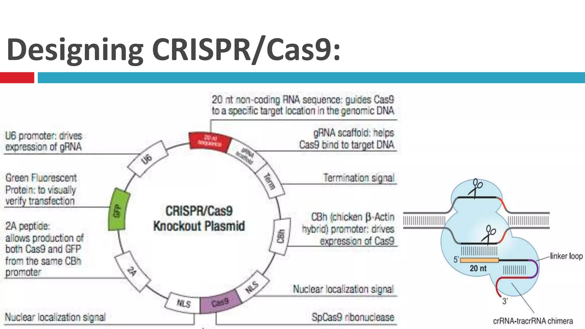 CRISPR Cas9 | PPT