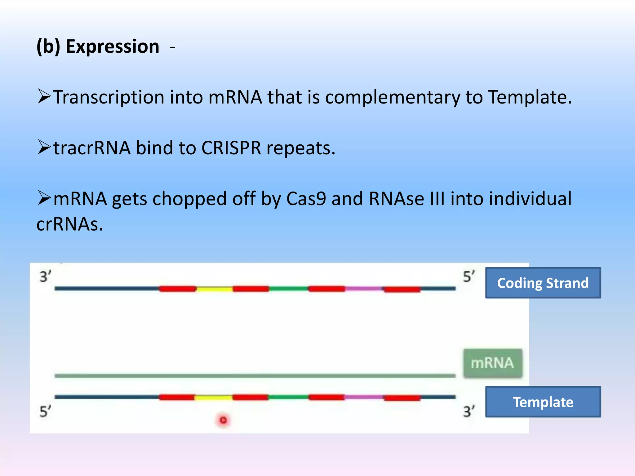 CRISPR CAS9 technique | PPTX