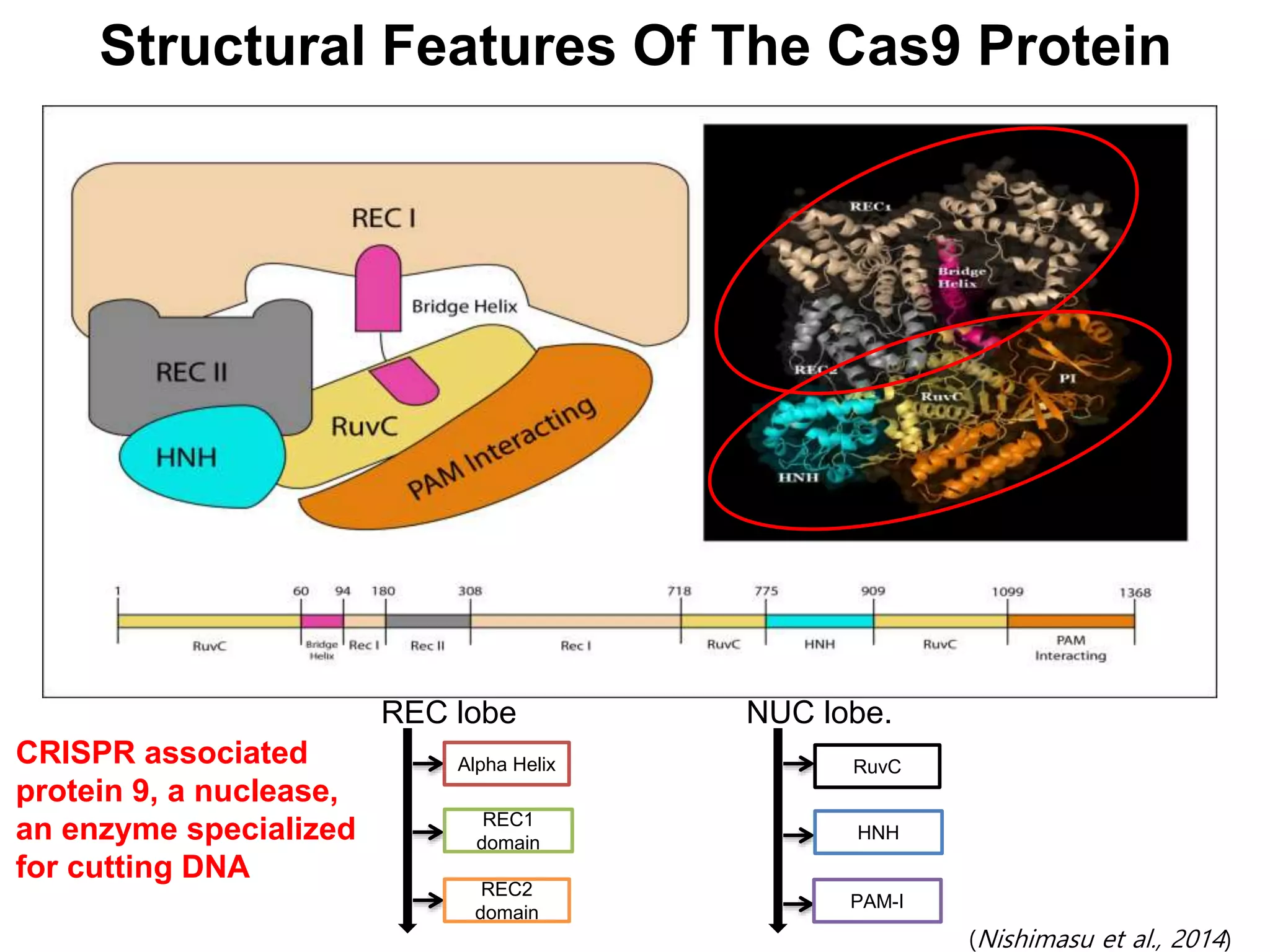 Crispr cas9 | PPTX
